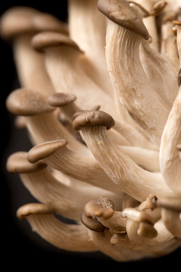 1,955 Black Oyster Mushrooms Stock Photos - Free & Royalty-Free Stock ...