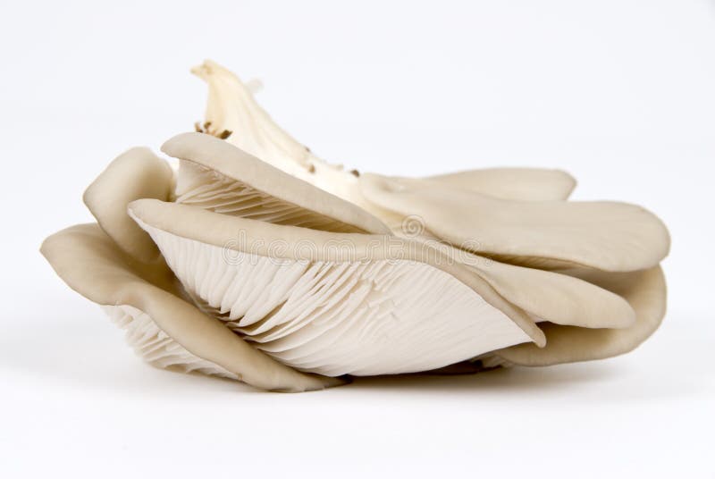 Sulphur Shell Chicken Mushroom Laetiporus Sulphure Stock Image - Image ...