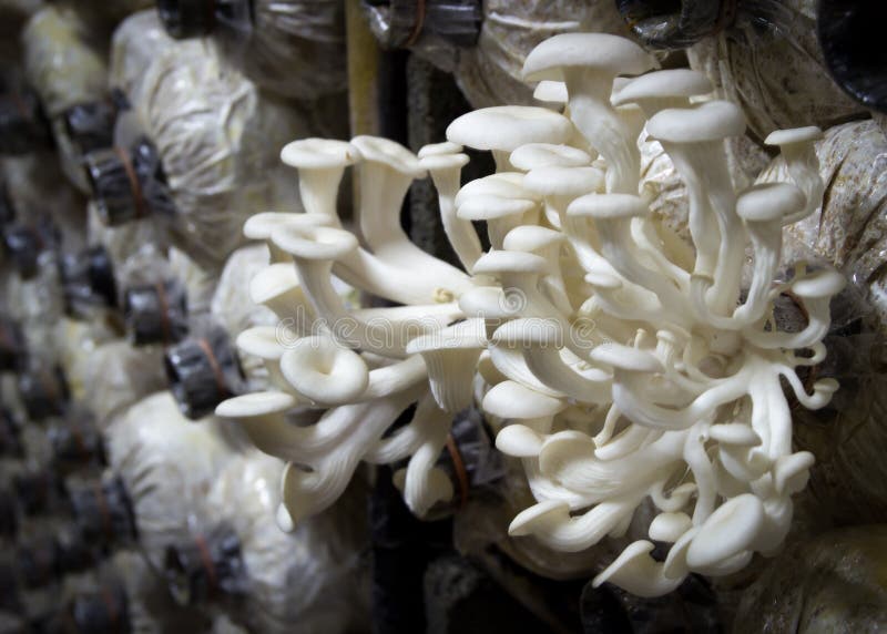 Oyster Mushrooms Growing in the Farm Stock Photo - Image of healthy ...