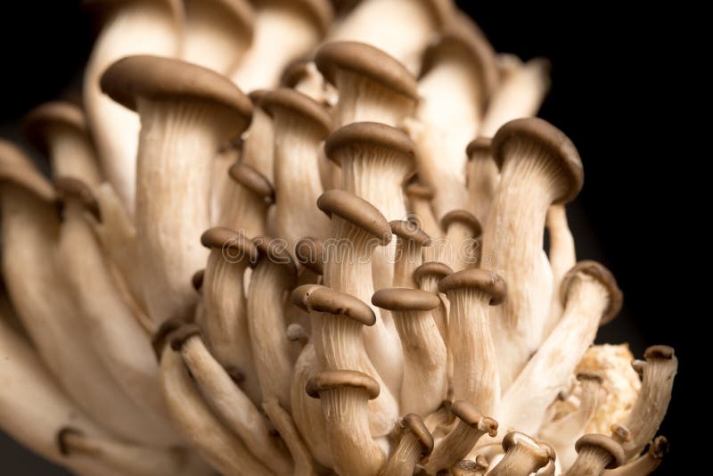 1,955 Black Oyster Mushrooms Stock Photos - Free & Royalty-Free Stock ...