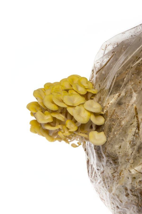 Pleurotus cornucopiae stock image. Image of isolated - 31401807