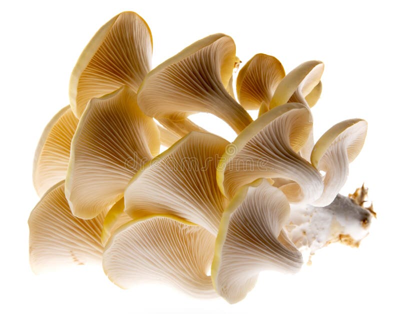 Oyster Mushrooms - Pleurotus Cornucopiae Stock Image - Image of plant ...