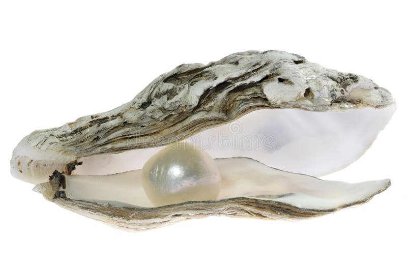 Oyster with pearl stock image. Image of valuable, hunt - 319938751