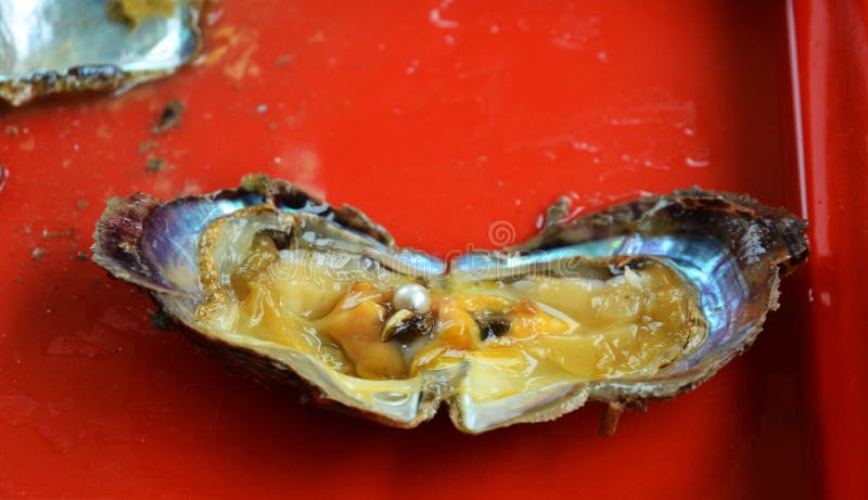 Oyster with pearl editorial stock photo. Image of jewels - 54797158