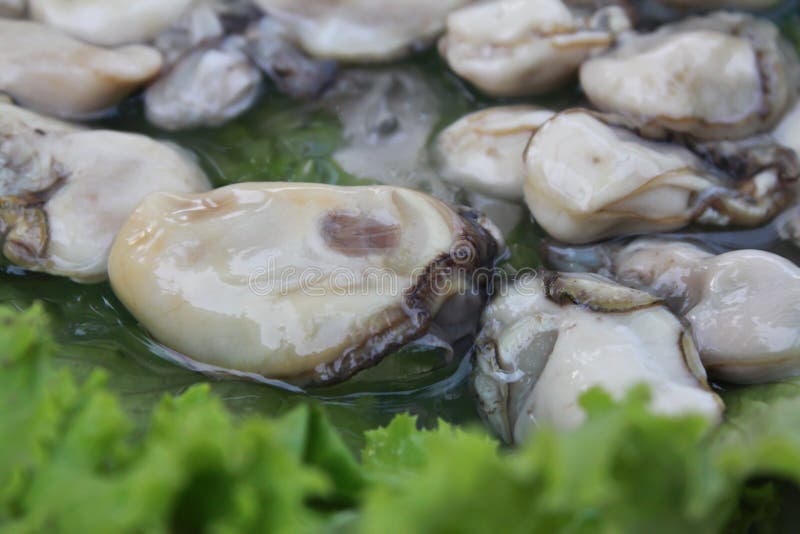 Oyster peeled on Lettuce stock image. Image of mollusk - 30711125