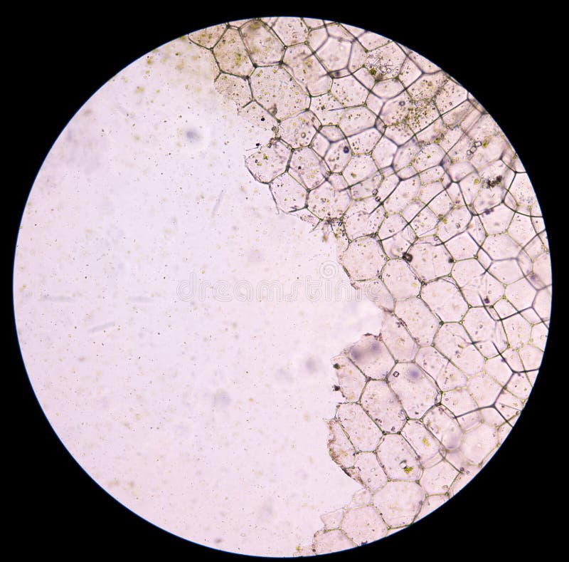 Oyster Plant Cells Plant Cells Under Microscope Stock Photos - Free ...