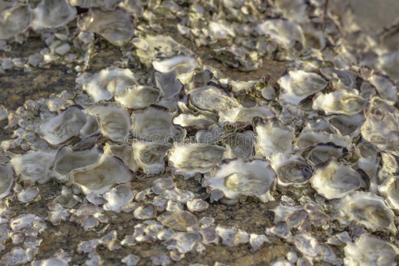 Oyster Shell that is Attached To the Stone Stock Image - Image of ...