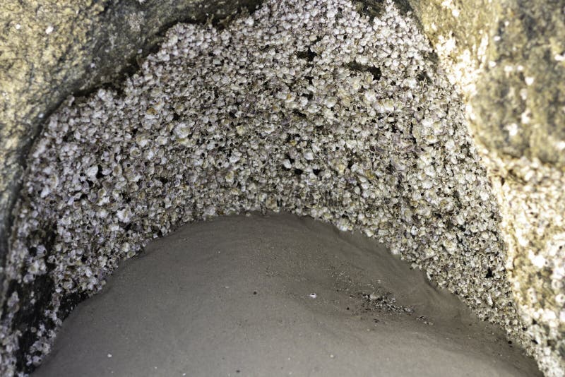 Oyster Shell that is Attached To the Stone Stock Photo - Image of sands ...