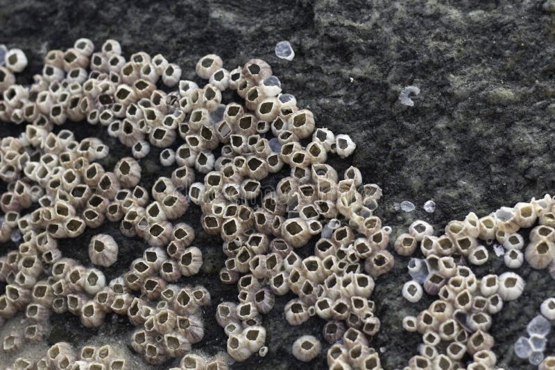 Oyster Shell that is Attached To the Stone Stock Image - Image of ...