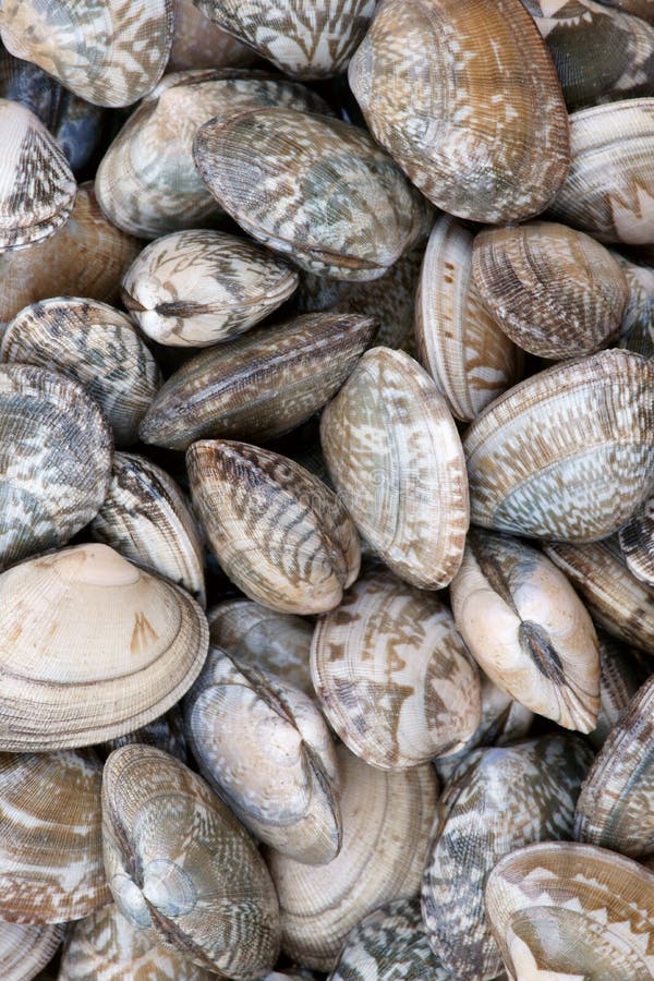 Sea Shell Background stock photo. Image of marine, sand - 14121758