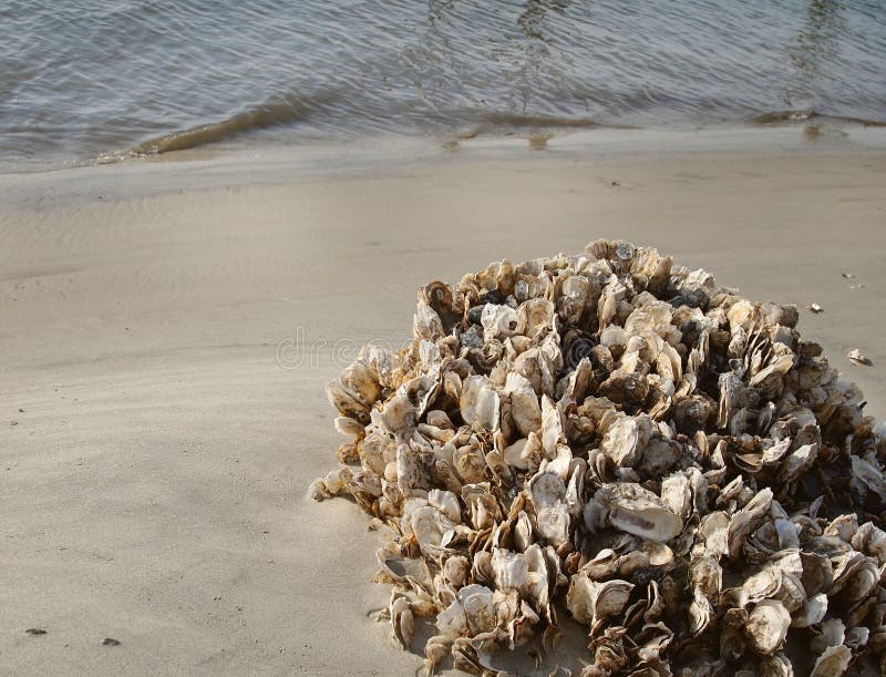 Oyster Shell Cluster on Beach Stock Photo - Image of cirripedia ...