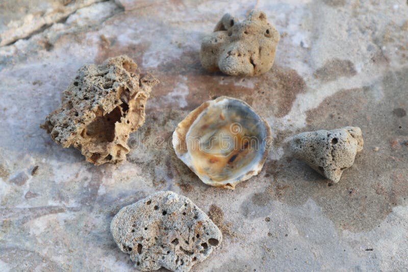 Oyster Shell and Dead Rock stock image. Image of environment - 235020893