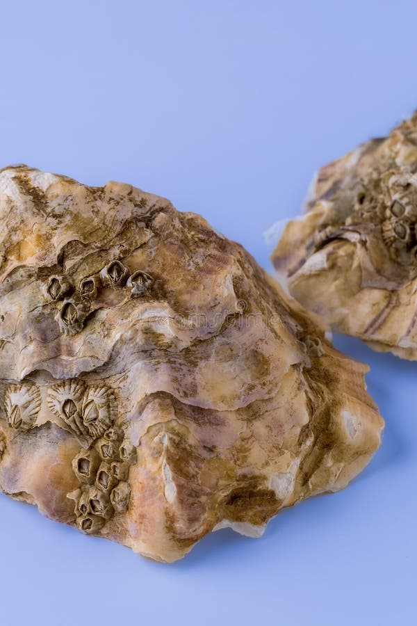 Oyster Shell Empty Close-up Macro Stock Image - Image of nutrition ...