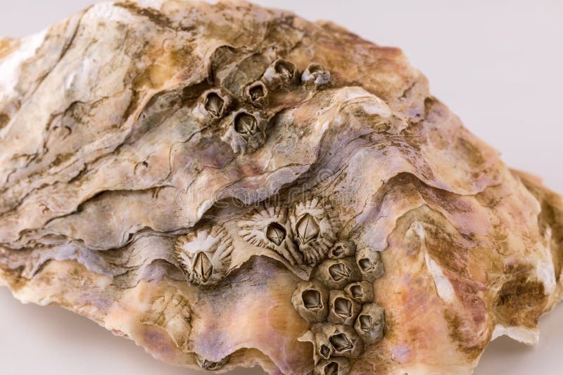 Oyster Shell Empty Close-up Macro Stock Image - Image of ocean ...
