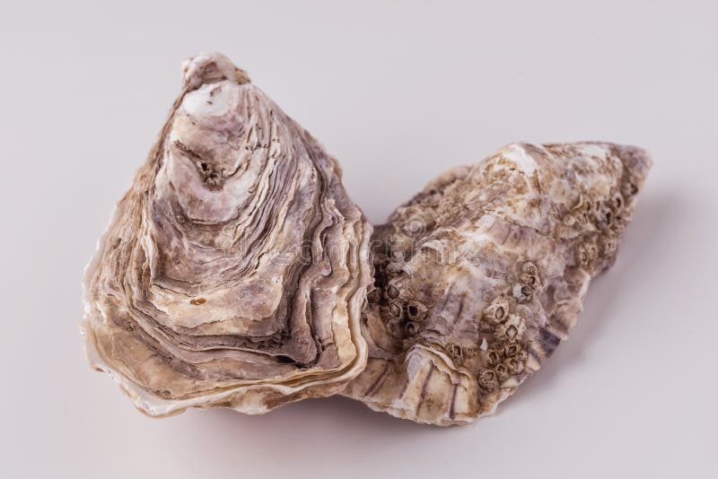 Oyster Shell Empty Close-up Macro Stock Photo - Image of mediterranean ...