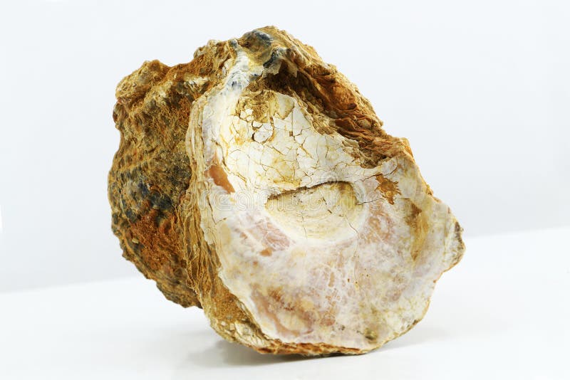 Oyster shell fossil stock image. Image of shape, ancient - 41957413