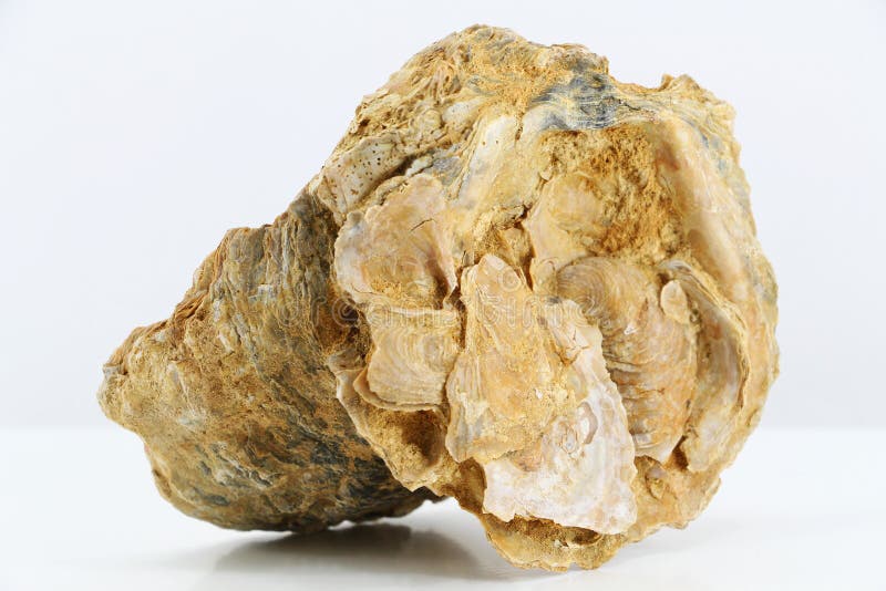 Oyster shell fossil stock photo. Image of grow, contour - 41956984