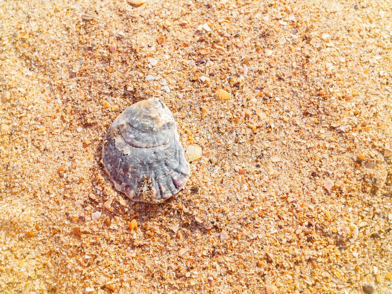 Oyster Shell on Sand on the Black Sea Beach Stock Image - Image of ...