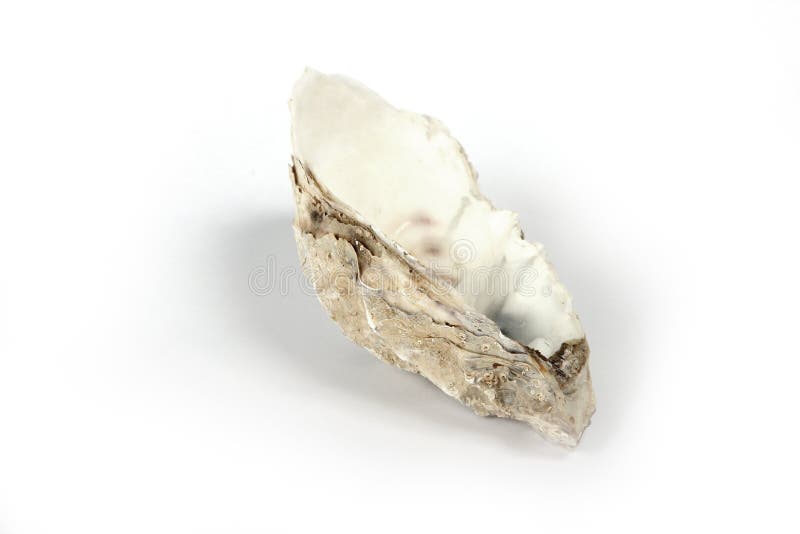 Oyster shell half stock photo. Image of shell, open, details - 18671170