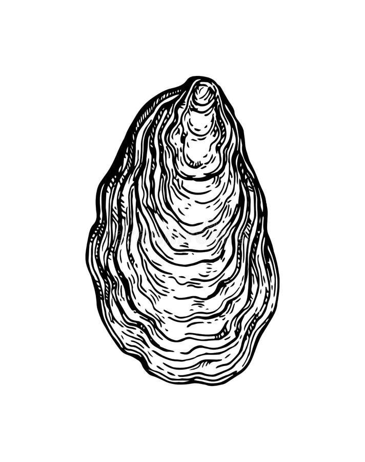 Oyster Stock Illustrations – 31,743 Oyster Stock Illustrations, Vectors ...