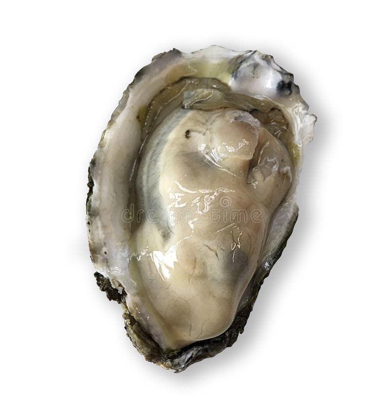 Oyster shell stock photo. Image of shellfish, seafood - 58496780