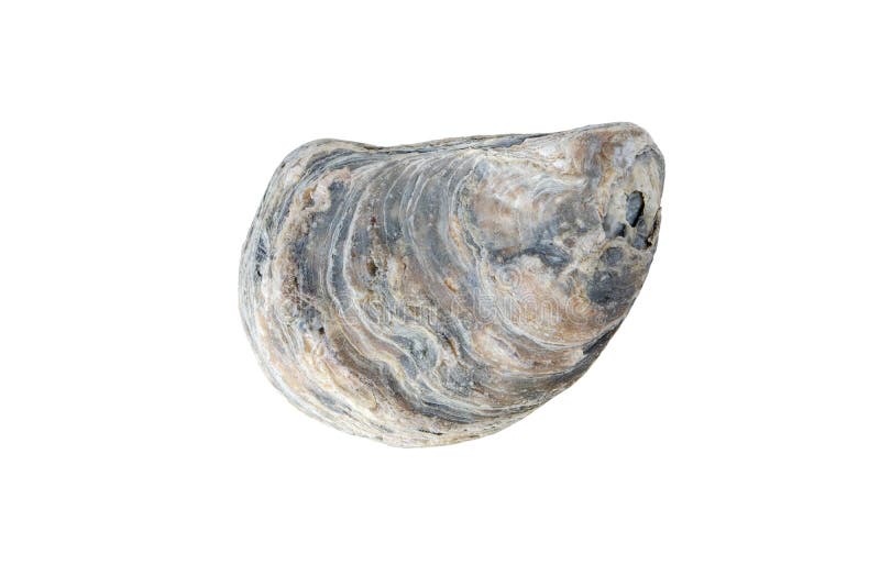 Oyster Shell Isolated on White Stock Image - Image of atlantic ...