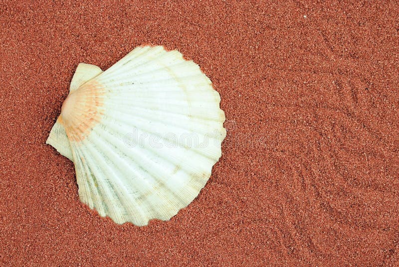 Oyster shell over red sand stock photo. Image of seaside - 21468804