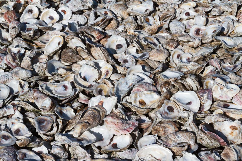 Oyster Shell Pile stock photo. Image of sealife, refuse - 33036848