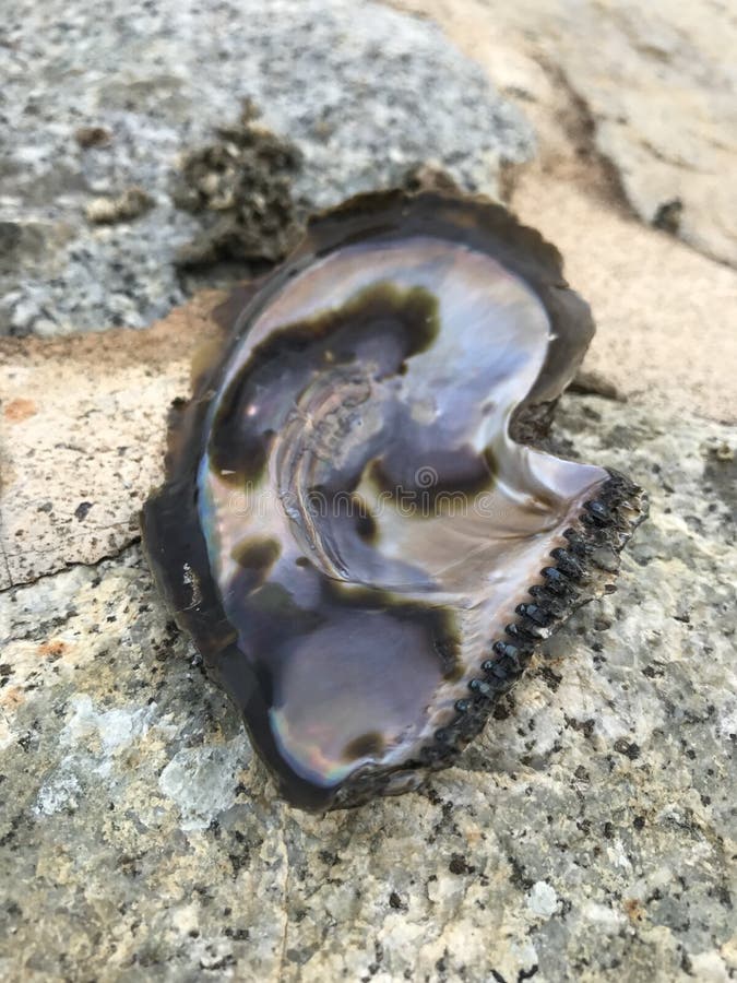 Oyster shell stock photo. Image of shell, oyster, open - 94794390