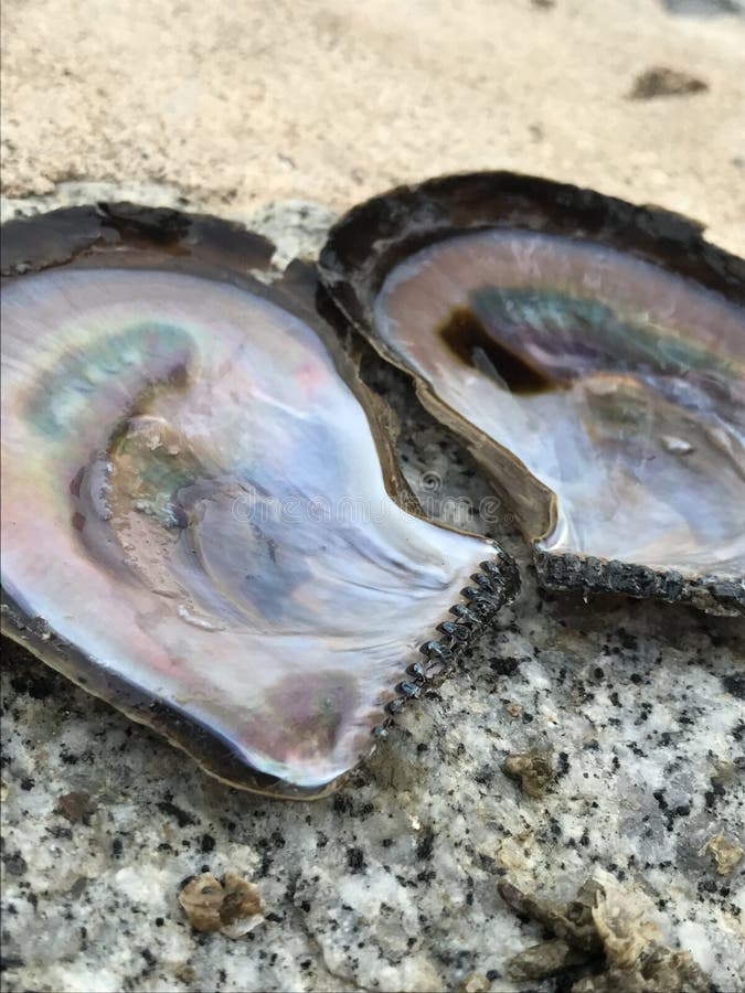 Shiny shell stock image. Image of beige, brown, pearly - 43129123