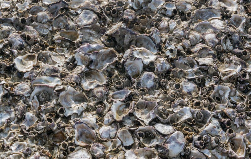 Oyster shell stock photo. Image of shellfish, mollusk - 44870928