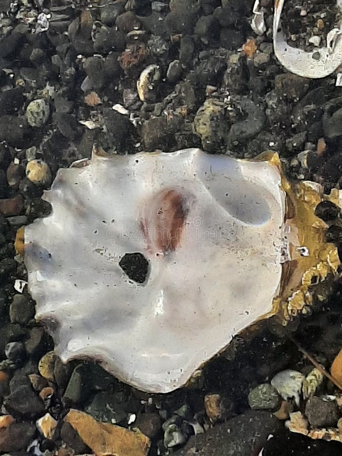 Oyster Shell in Vancouver Island Stock Photo - Image of oyster, beach ...