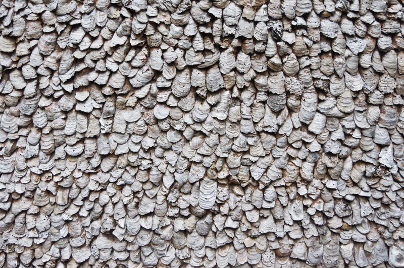 Oyster shell wall stock image. Image of texture, mollusk - 25727501