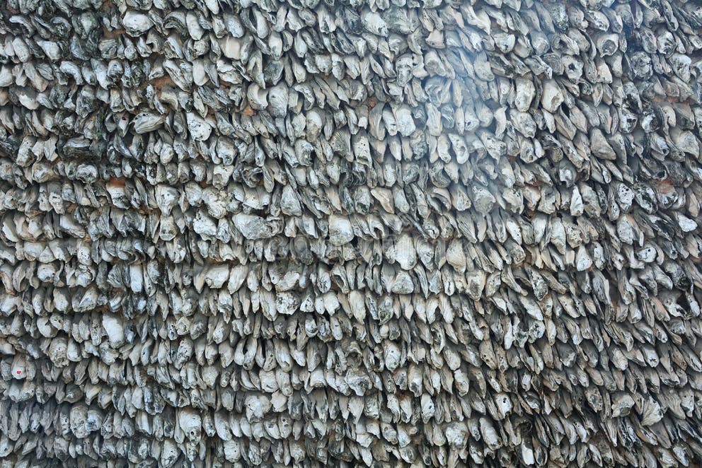Oyster shell wall stock image. Image of guangdong, building - 63906373