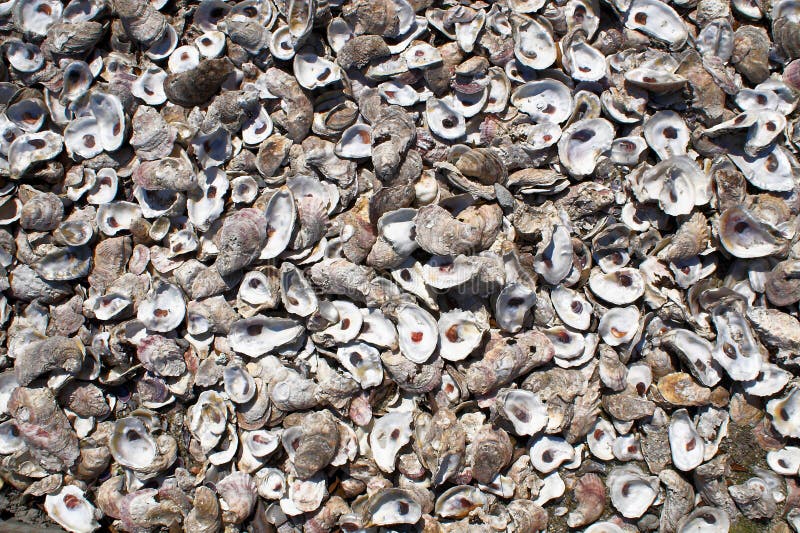 Oyster shells stock image. Image of natural, detailed - 2147439