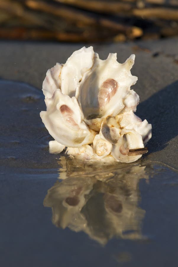 Oyster shells stock image. Image of seashell, beach, marine - 26726115