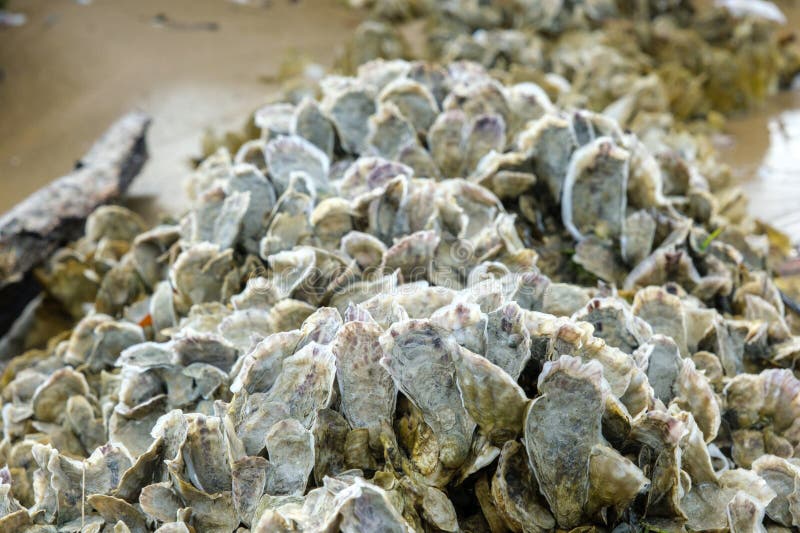 Oyster Shells Attached To a Rock, Closeup with Selective Focus Stock ...
