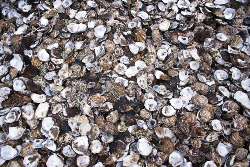 Oyster shells stock photo. Image of freshness, mussel - 49893510
