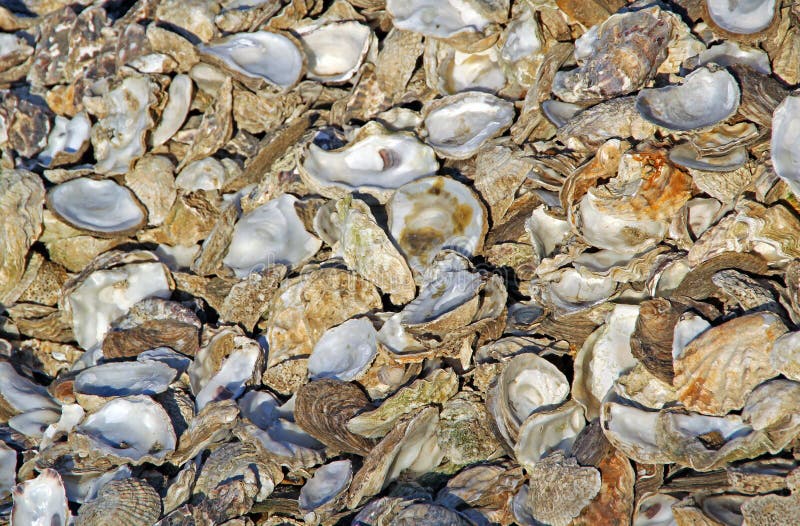 Oyster shells background stock photo. Image of mother - 38621990