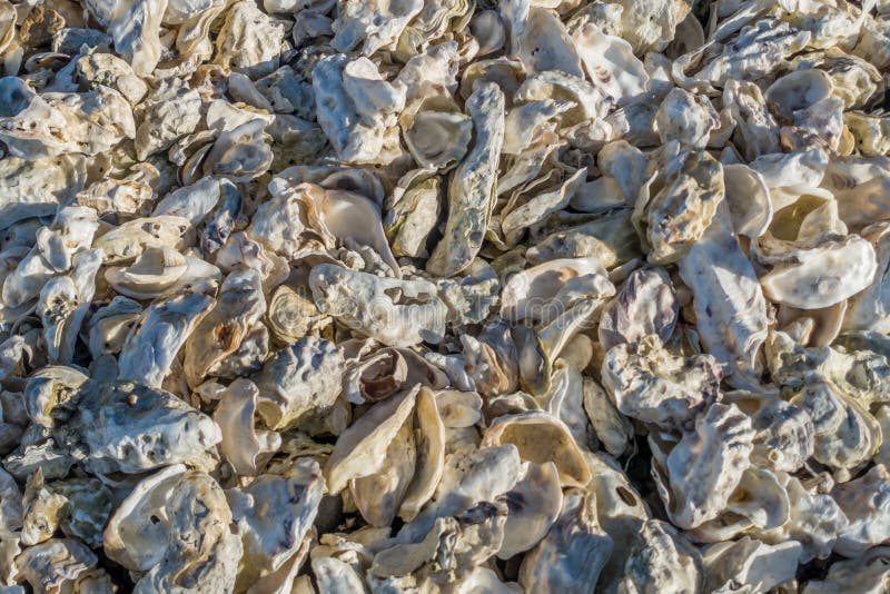 Oyster Shells Background stock image. Image of coast - 53561311
