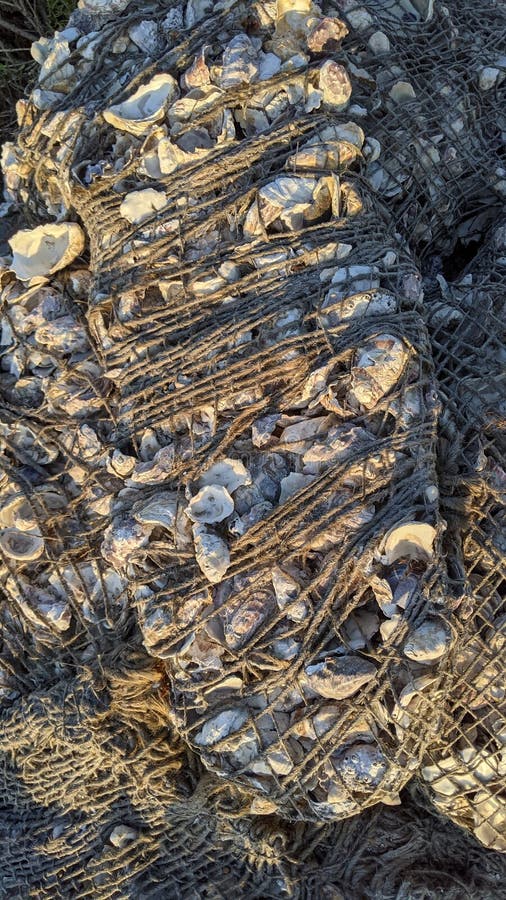 Oyster Shells from an Oyster Bar Restaurant Stock Photo - Image of ...