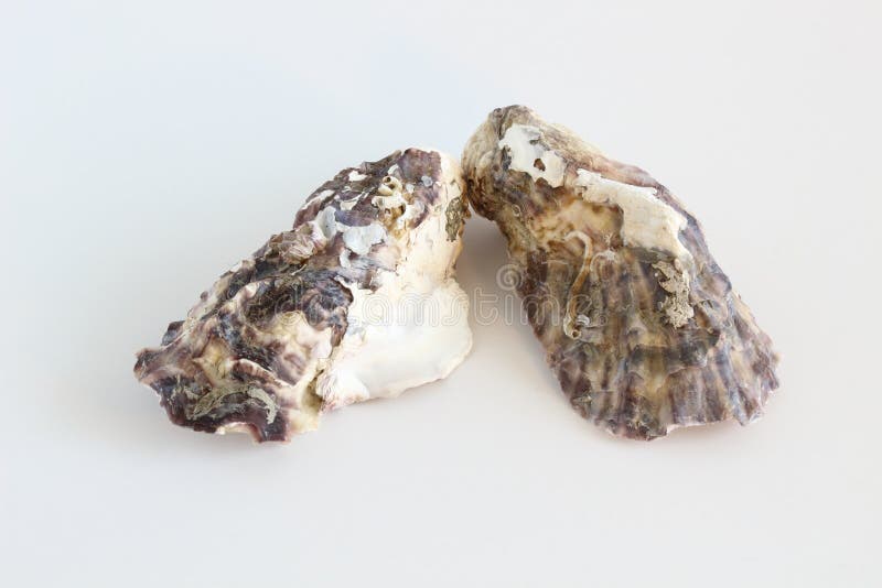 Oyster shells stock photo. Image of remains, background - 51843234