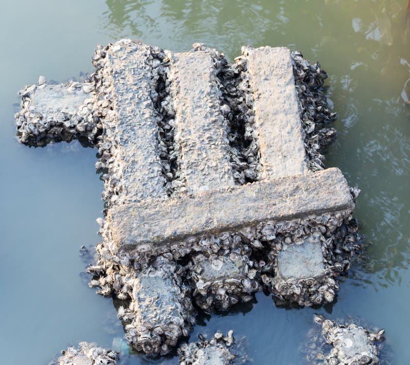 Oyster Shells on Concrete Pathway in the Sea Stock Image - Image of ...