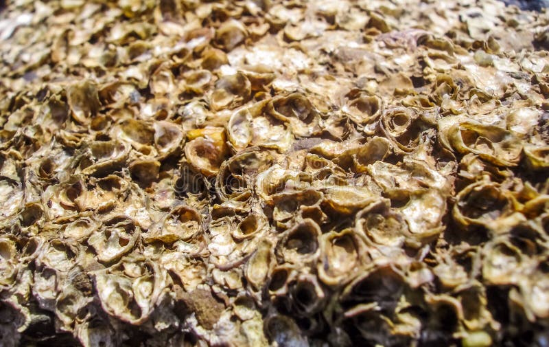 Oyster Shells Embedded with Rock Texture Stock Photo - Image of concept ...