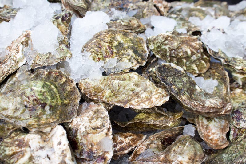 Oyster shells with ice stock photo. Image of natural - 153319840