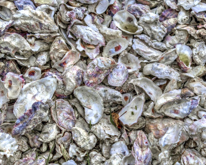 Oyster Shells stock image. Image of shell, oyster, background - 46646381