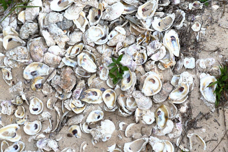 Oyster Shells Laying on Beach Sand Stock Photo - Image of scallop ...