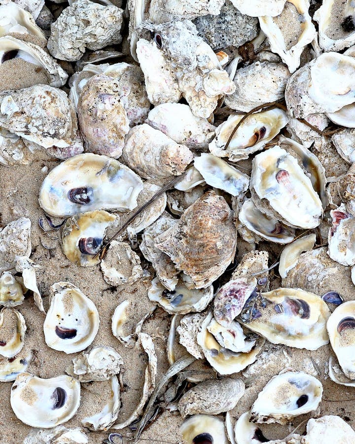 Empty Oyster Shells Beach Stock Images - Download 132 Royalty Free Photos