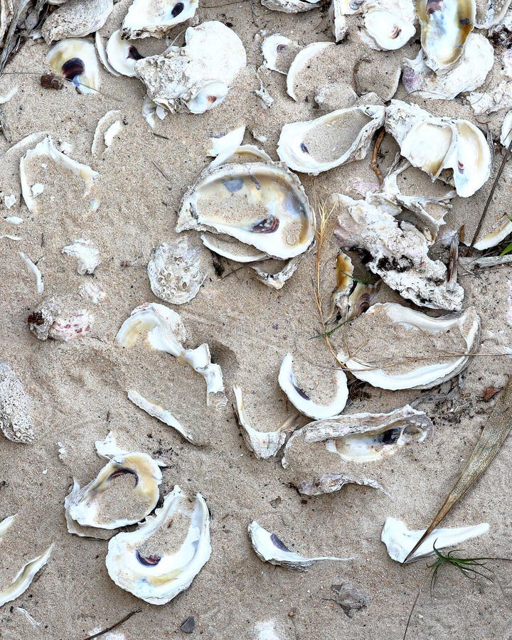 Oyster Shells Laying Beach Sand Stock Photos - Free & Royalty-Free ...