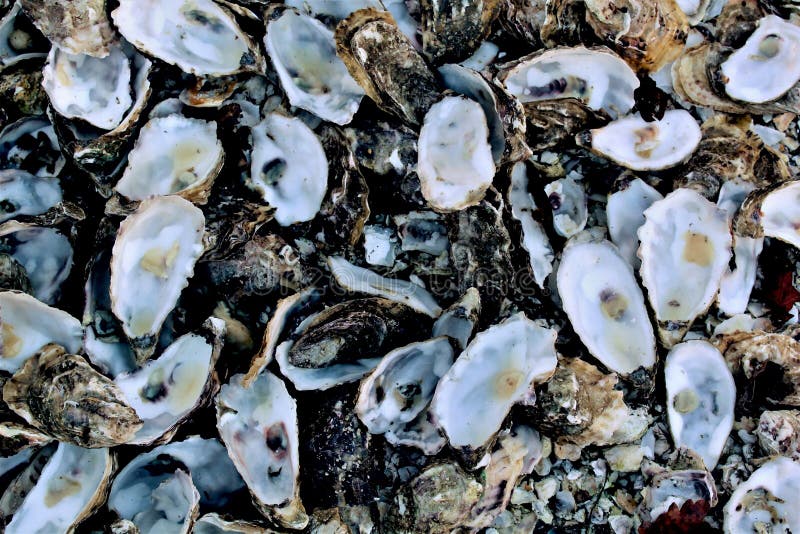 Oyster Shells Stock Images - Download 2,974 Royalty Free Photos